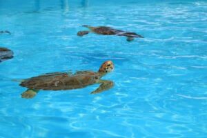 Visiting The Turtle Hospital in Marathon Florida